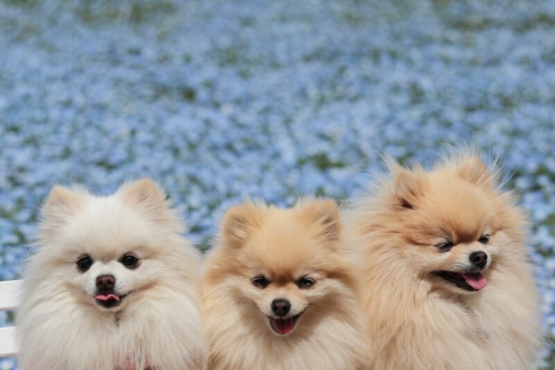 UMAKA（うまか）の口コミ・評判は？ドッグフードの安全性や成分・涙やけへの効果も解説！ - ワンニャンBEST